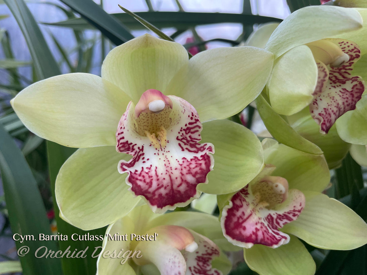 Cymbidium Barrita Cutlass 'Mint Pastel – Nice green with red lip ...