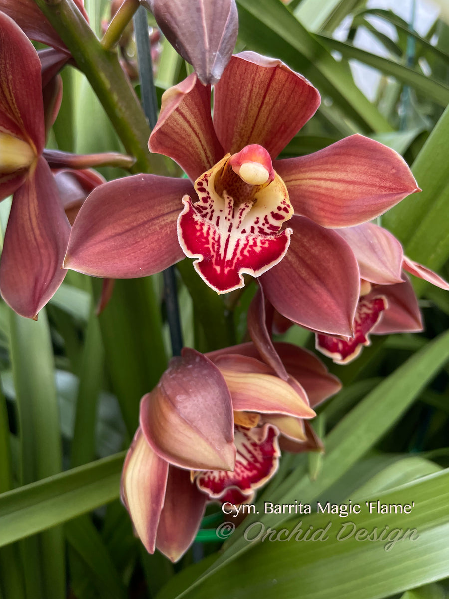 Cymbidium Barrita Magic 'Flame' – Red Floriferous – Orchid Design