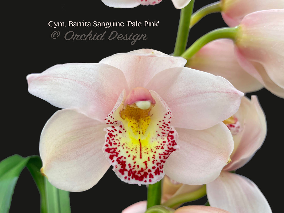 Cymbidium Barrita Sanguine 'Pale Pink' watercolor – Orchid Design