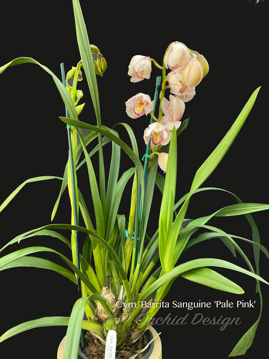 Cymbidium Barrita Sanguine 'Pale Pink' watercolor – Orchid Design