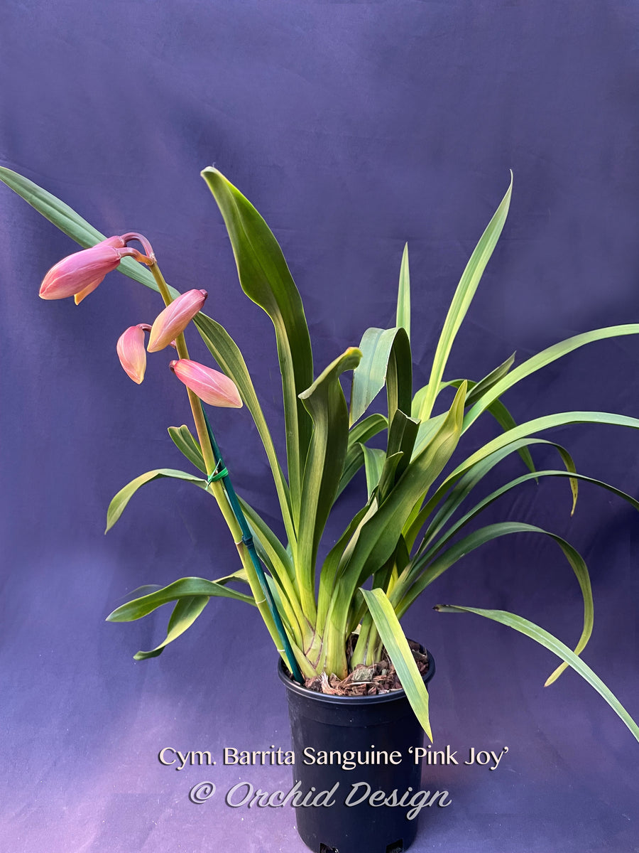 Cymbidium Barrita Sanguine ‘Pink Joy’ – Orchid Design