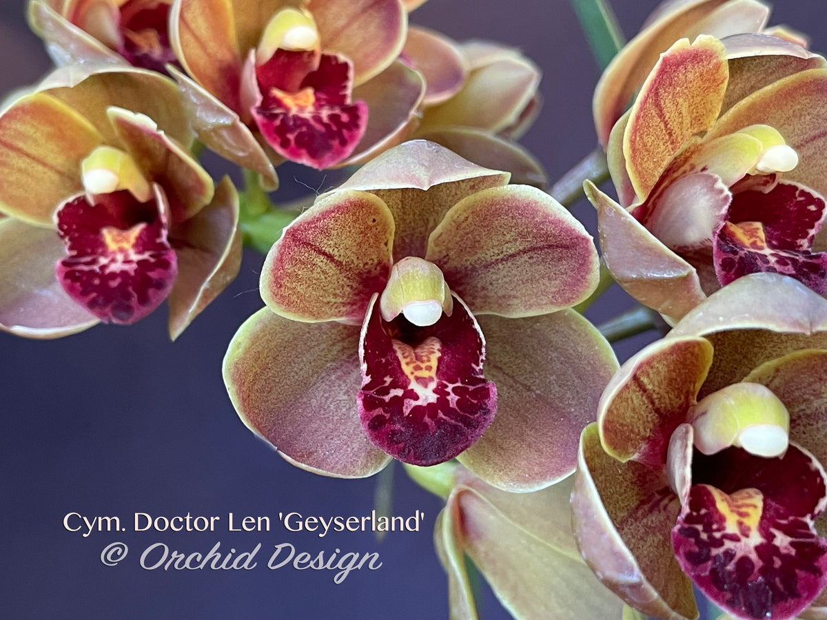 Cymbidium Doctor Len 'Geyserland' – Pendulous, prolific bloomer ...