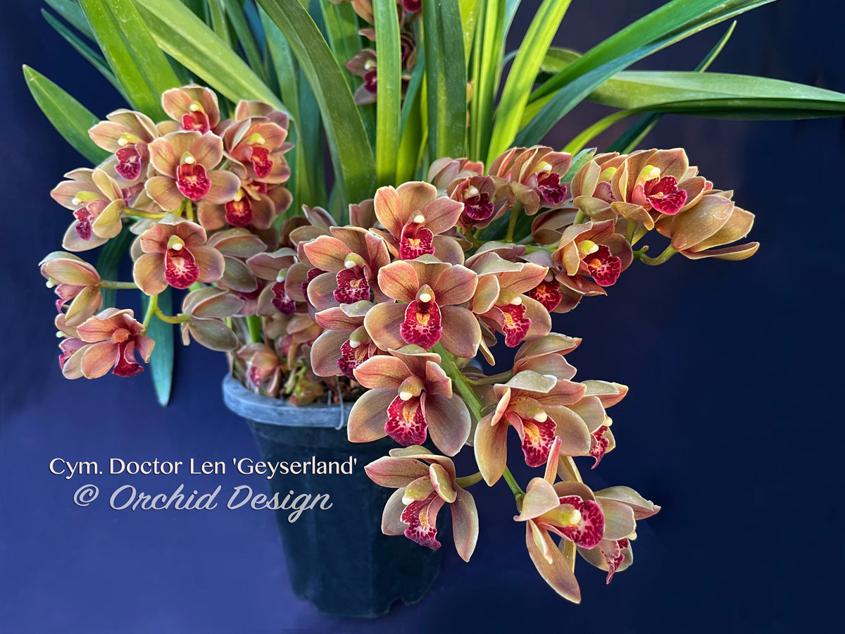 Cymbidium Doctor Len 'Geyserland' – Pendulous, prolific bloomer ...