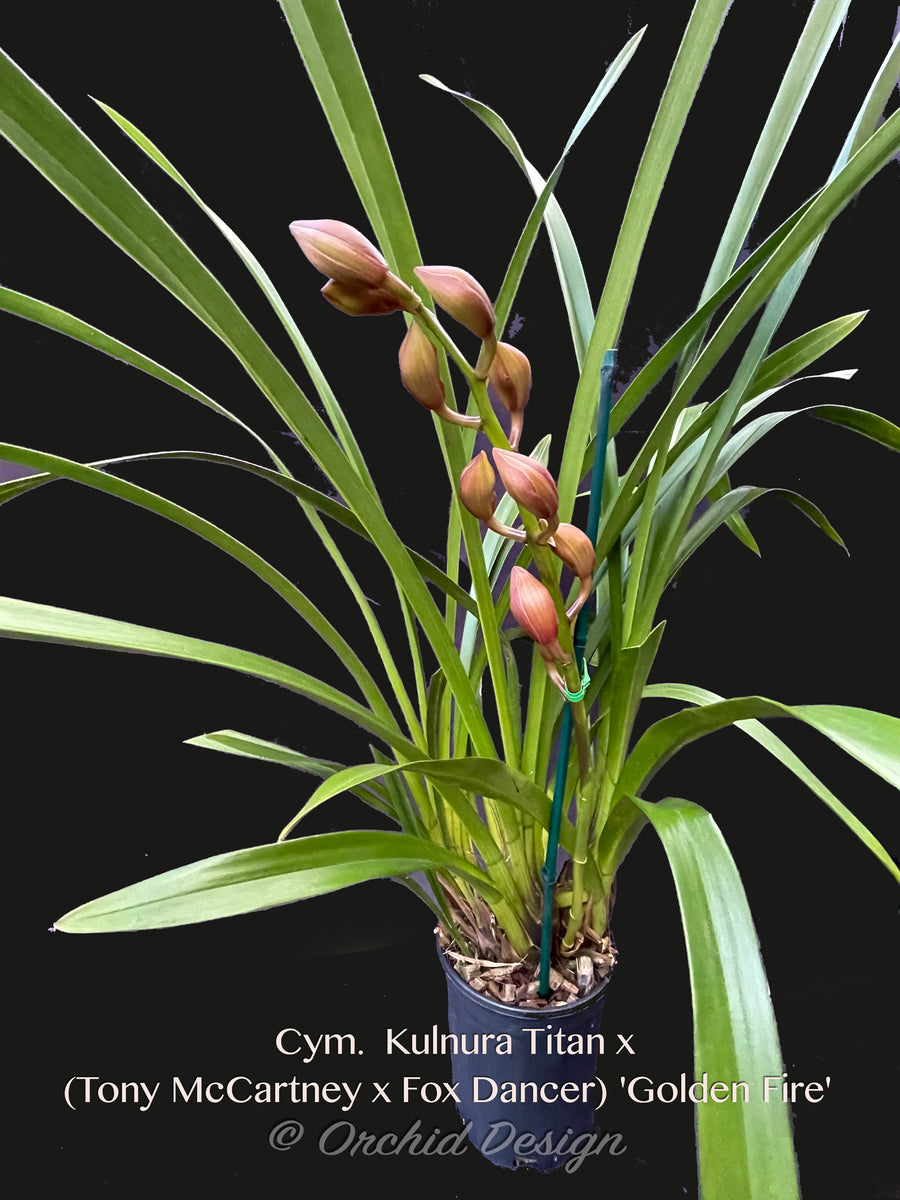 Cymbidium Kulnura Titan x (Tony McCartney x Fox Dancer) 'Golden Fire ...
