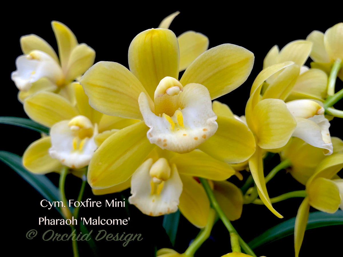 Cymbidium Foxfire Mini Pharaoh 'Malcome' Cute Fragrant! – Orchid Design