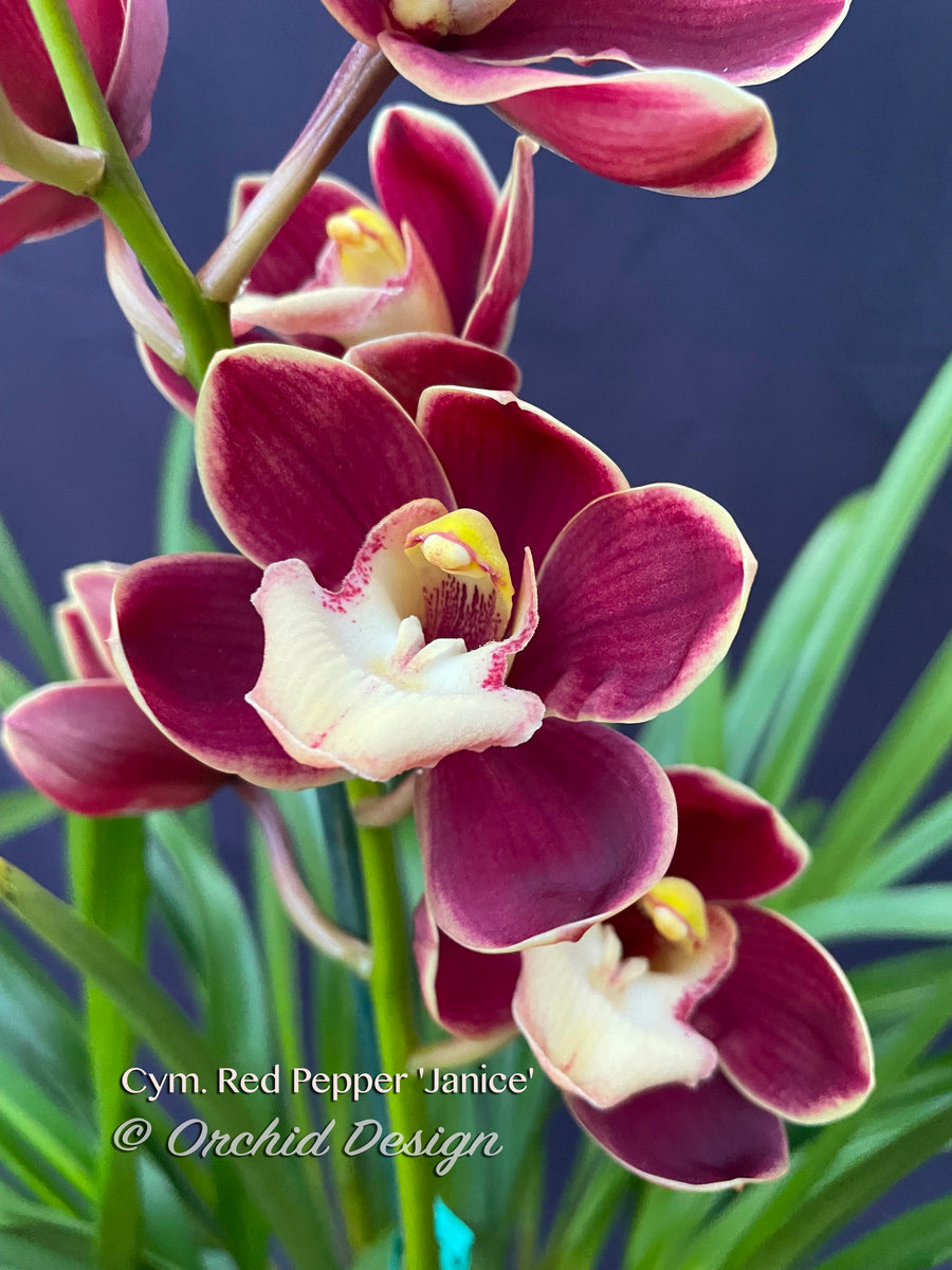 Cymbidium Red Pepper 'Janice' – Very cute Red & white lip – Orchid Design