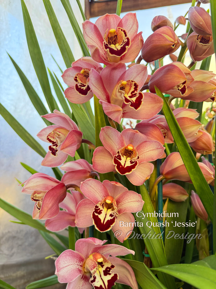 Cymbidium Barrita Quash 'Jessie' – Floriferous – Orchid Design