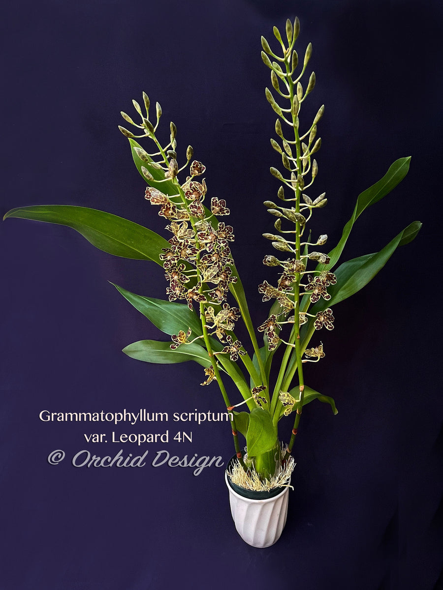 Grammatophyllum scriptum var. Leopard – Specimen, Fragrant, Spring Blo ...