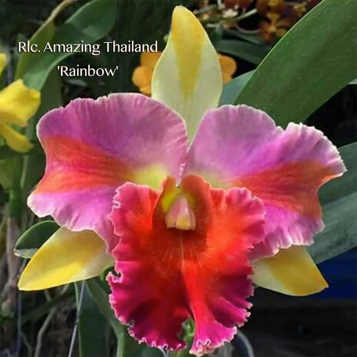 Rlc. Amazing Thailand 'Rainbow' Fragrant, Multicolored – Orchid Design