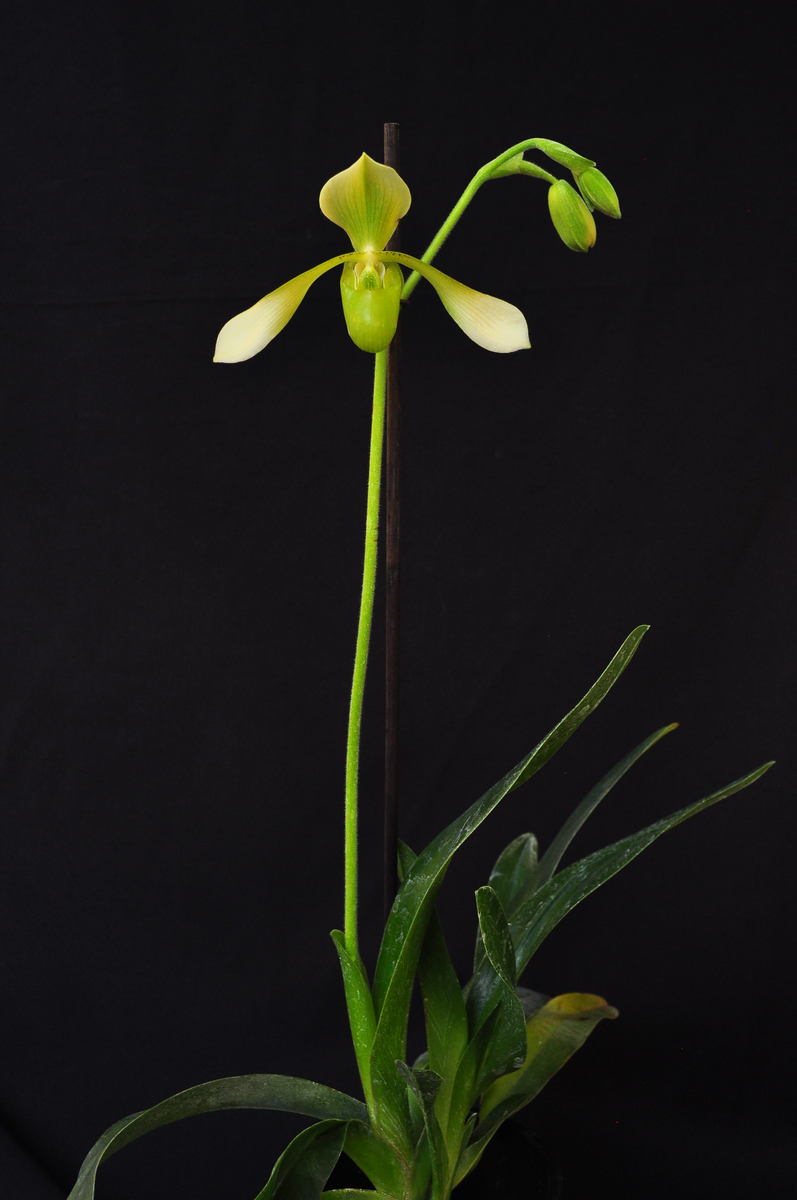 Paphiopedilum Toni Semple Flavum – Rare Alba form – Orchid Design