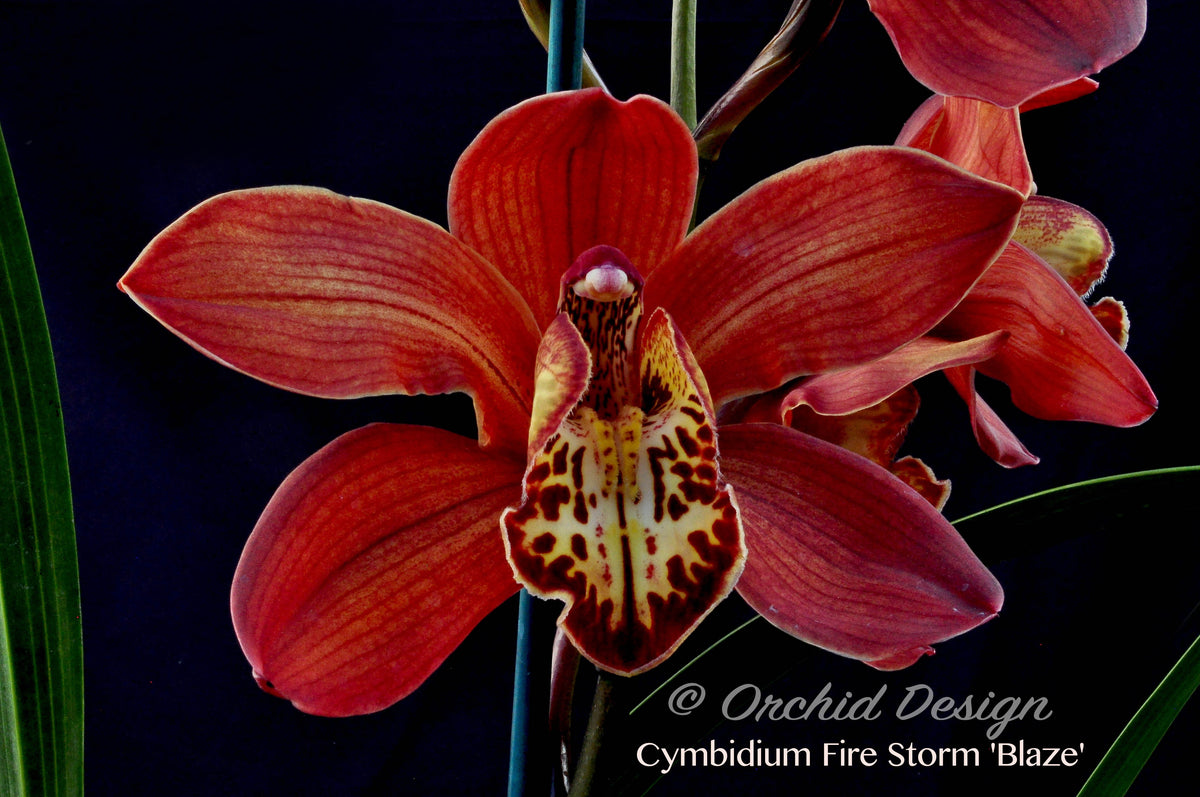 Cymbidium Fire Storm 'Blaze' – Huge Red, Floriferous – Orchid Design