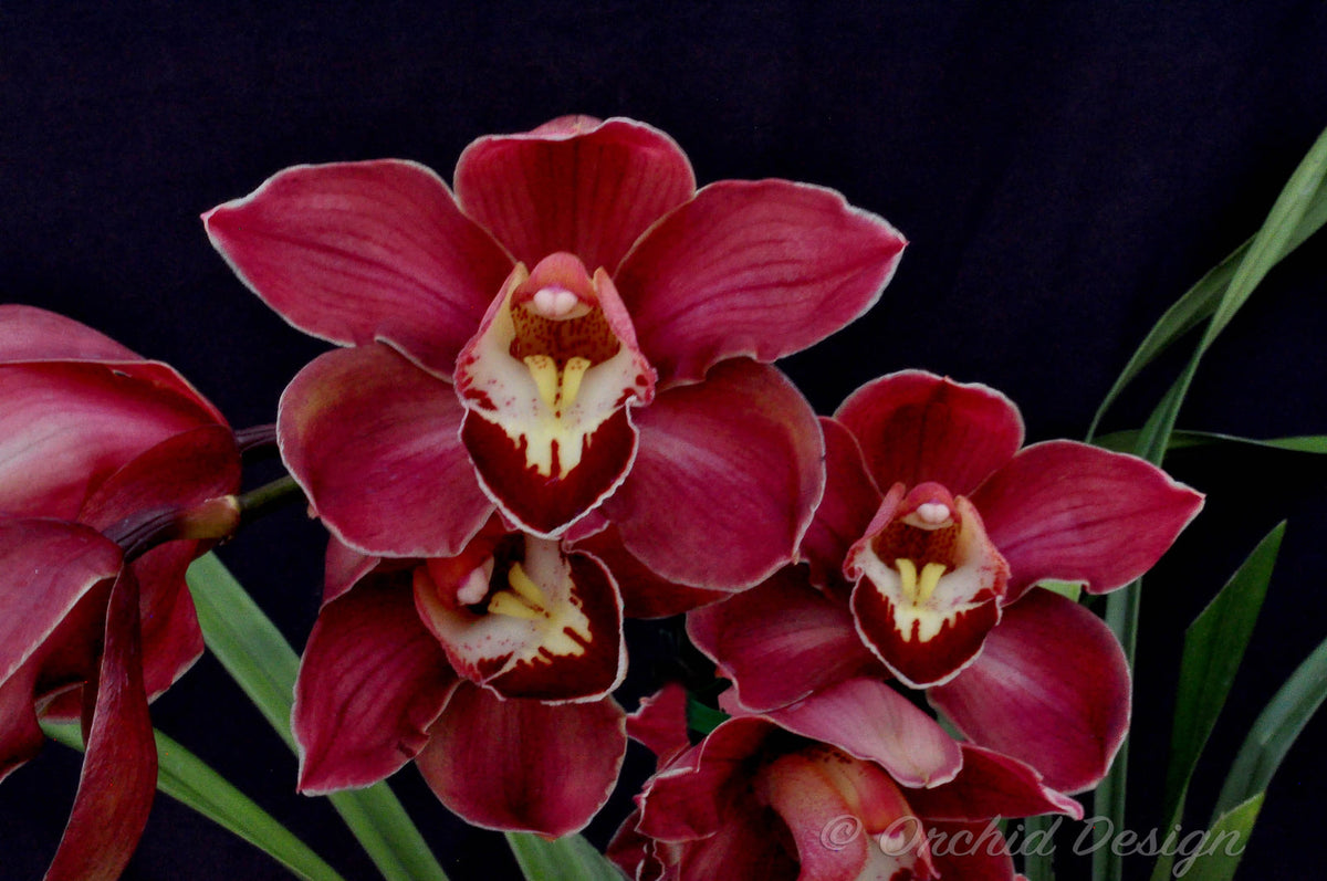 Cymbidium (Madrona x Lady Spring) 'German' – Lovely Red! – Orchid Design