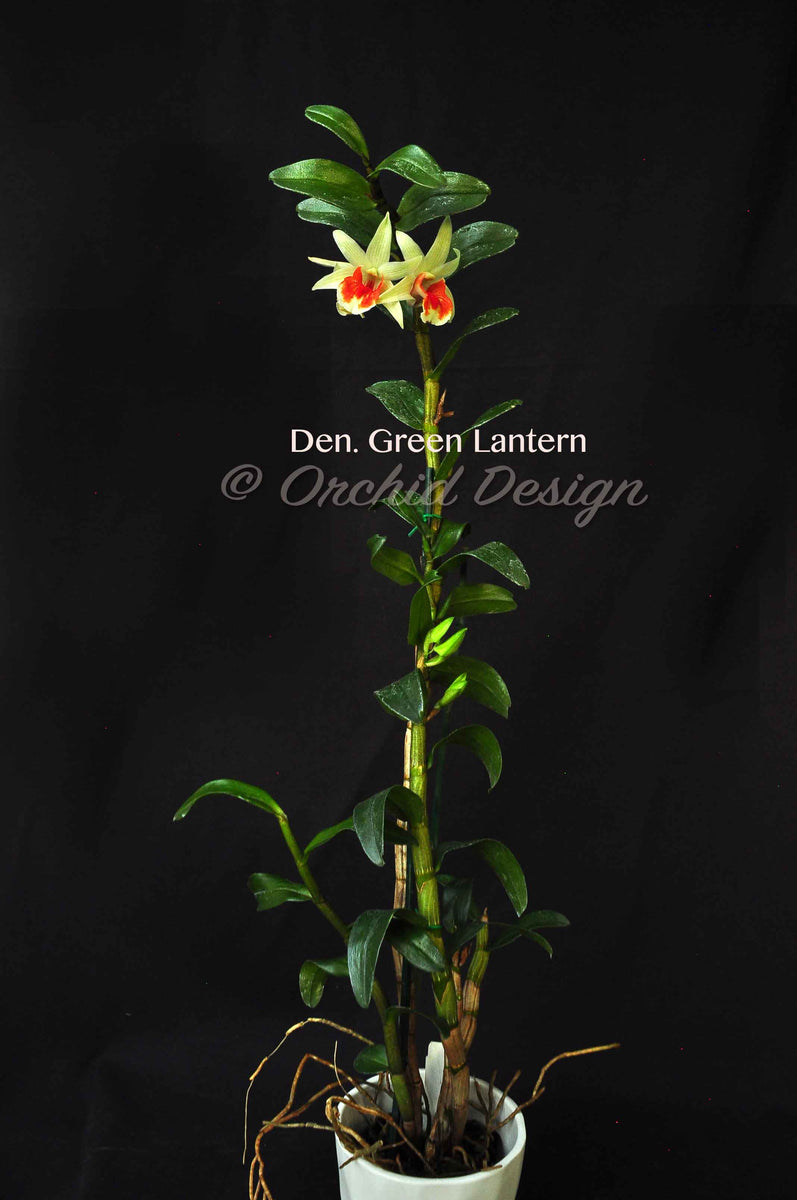 Dendrobium Green Lantern 'Red Carpet' – Long Lasting – Orchid Design