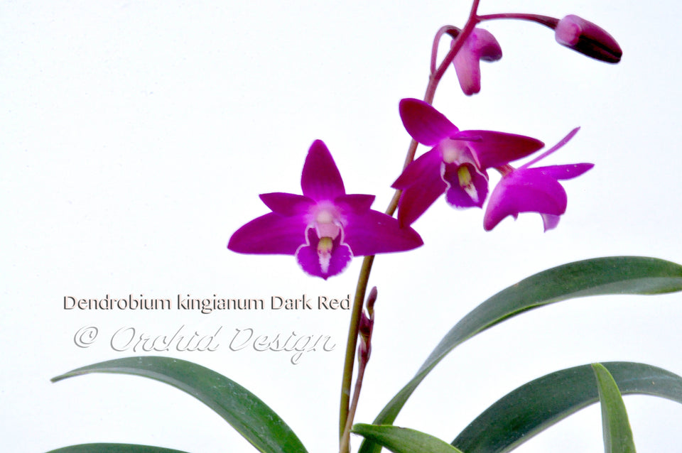 Dendrobium kingianum T.R. Samara FCC, CCM/AOS – Dark Red – Fragrant ...