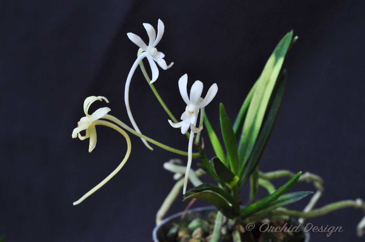 Neofinetia falcata – Samurai Orchid – Jasmin Fragrant! – Orchid Design
