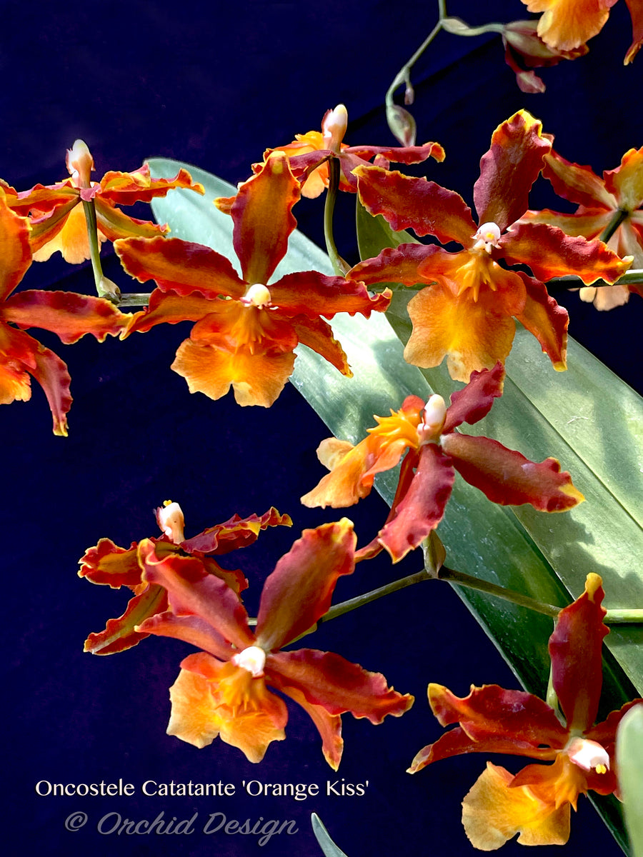 Oncostele Catatante 'Orange Kiss' – Floriferous, Fragrant – Orchid Design