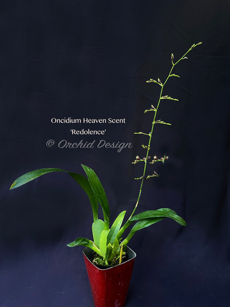 Oncidium Heaven Scent 'Redolence' – Chocolate fragrance! – Orchid Design