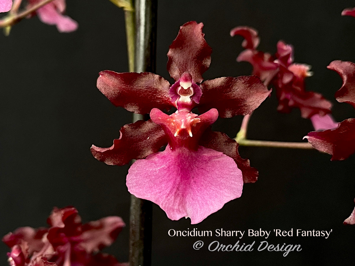 Oncidium Sharry Baby 'Red Fantasy' – Chocolate fragrance! – Orchid Design