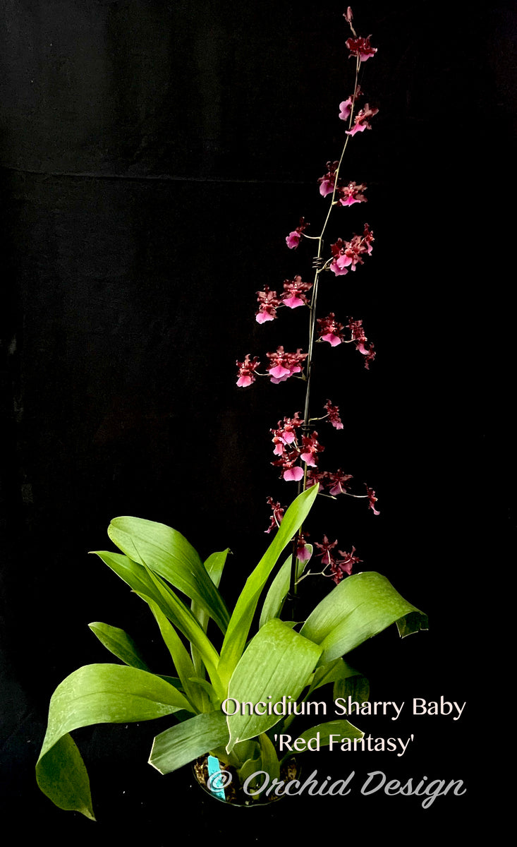 Oncidium Sharry Baby 'Red Fantasy' – Chocolate fragrance! – Orchid Design