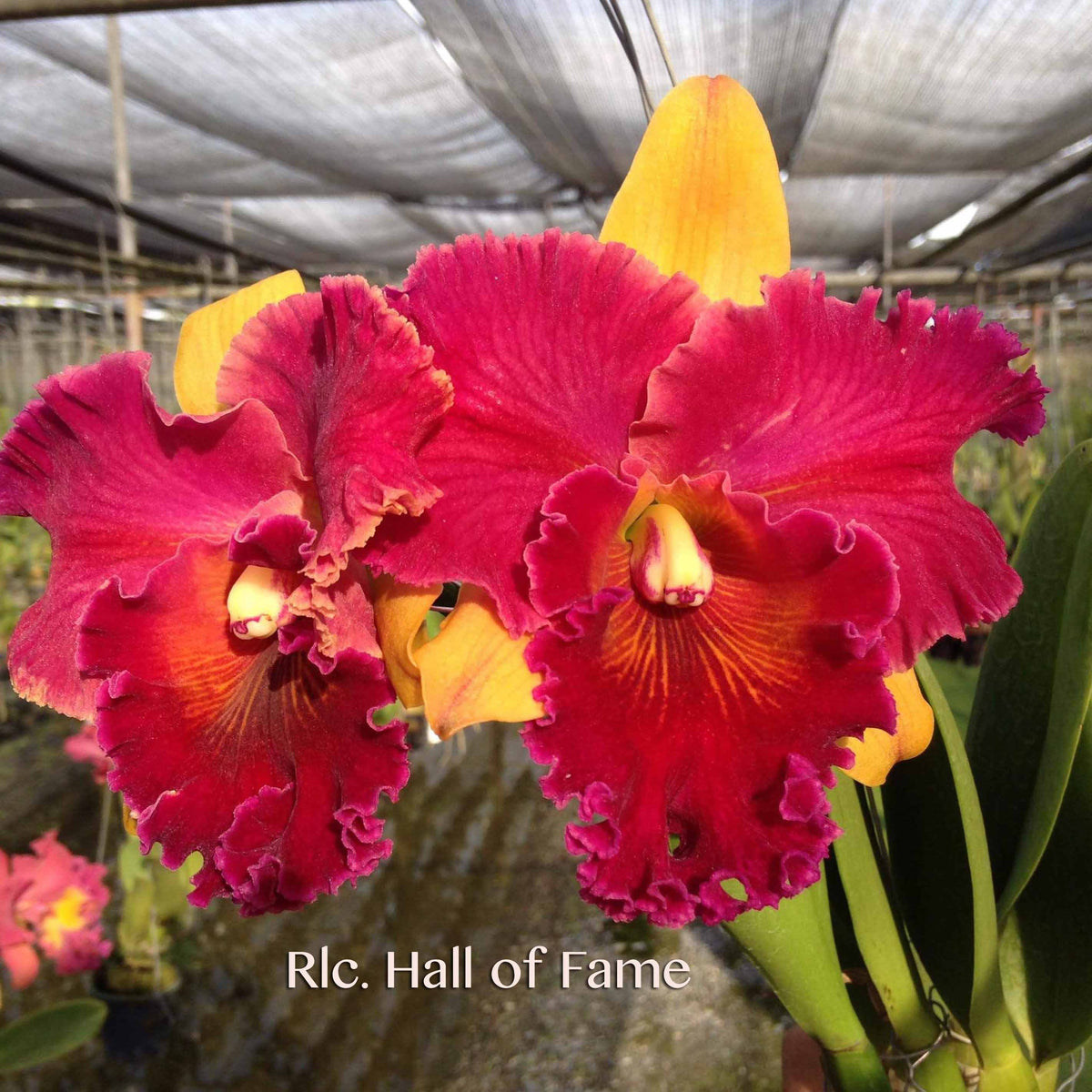 Rlc. Hall of Fame – Fragrant! – Orchid Design