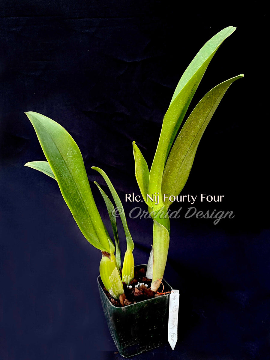 Cattleya Nij Fourty Four – Orchid Design