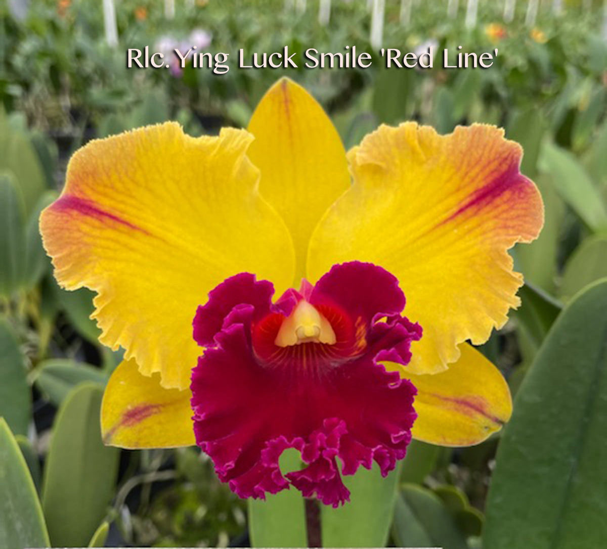 Rlc. Yingluck Smile 'Red Line' – Orchid Design