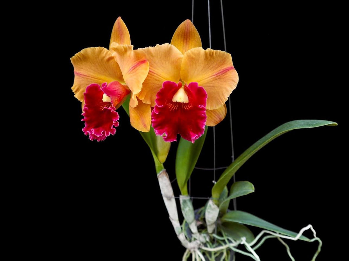 Rlc. Yingluck Smile ‘Heart Of Gold‘ – Orchid Design