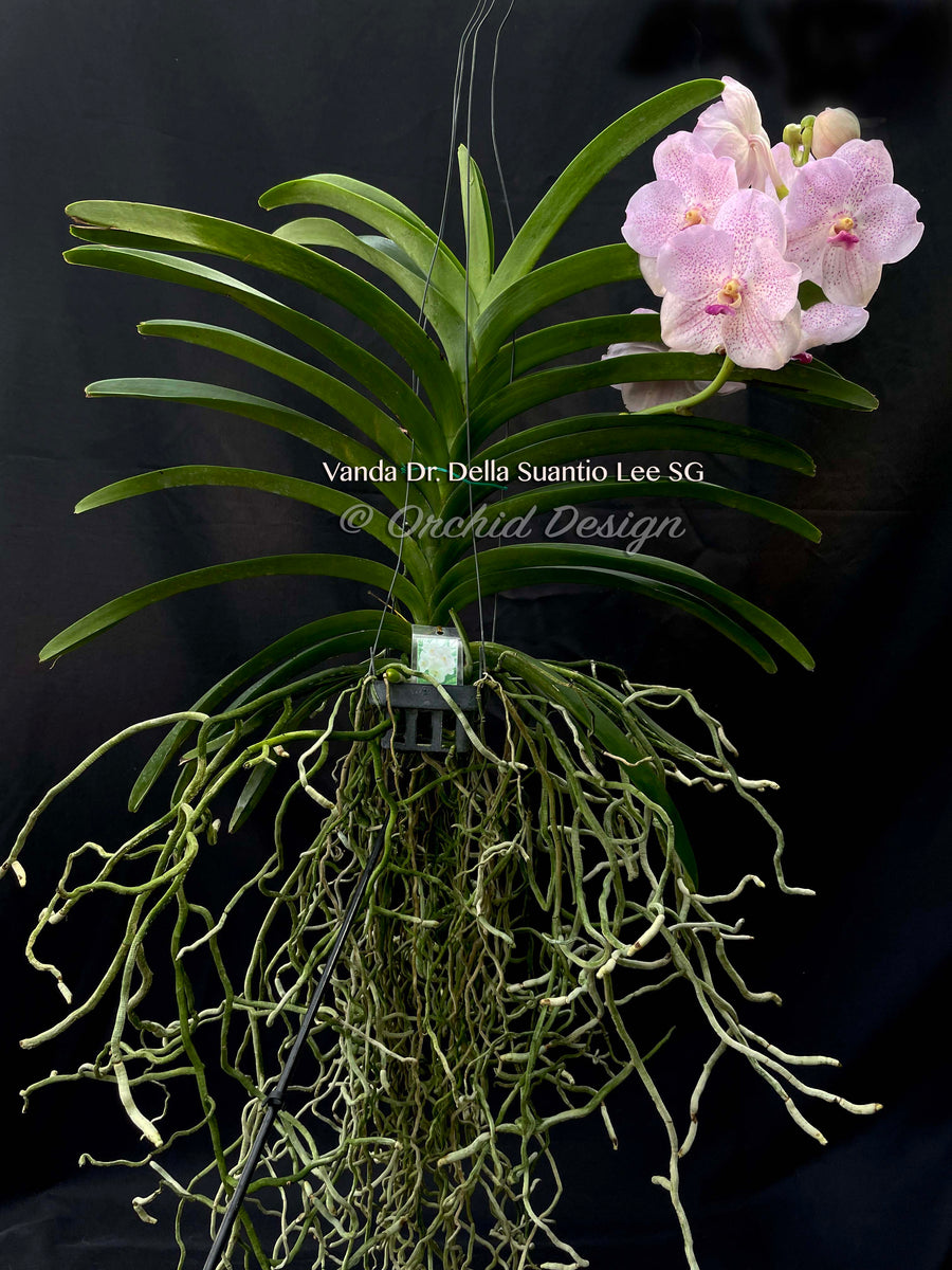 Vanda Dr. Della Suantio Lee SG – Gorgeous Pink – Orchid Design