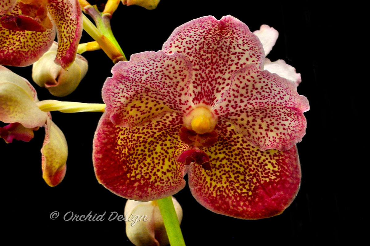Lovely Vanda [(Ponpimol x Manuvadee) x Kultana Blue] – Orchid Design