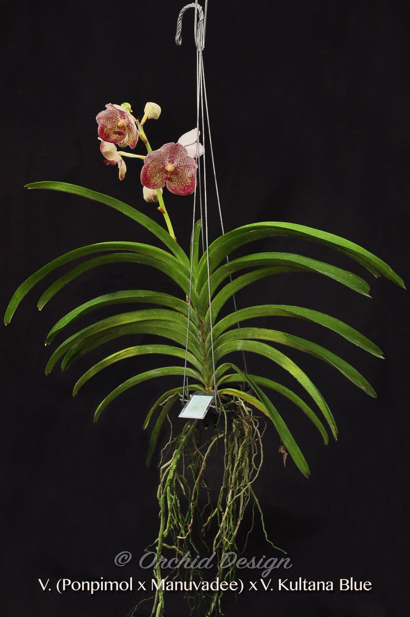 Lovely Vanda [(Ponpimol x Manuvadee) x Kultana Blue] – Orchid Design